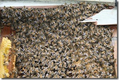 Remove Bees From Home